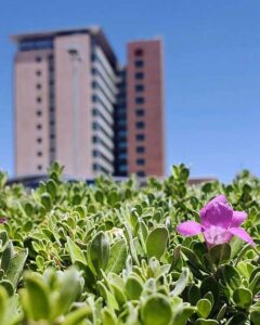 Las Vegas Justice Court Transition to Zoom Effective Tuesday February ...